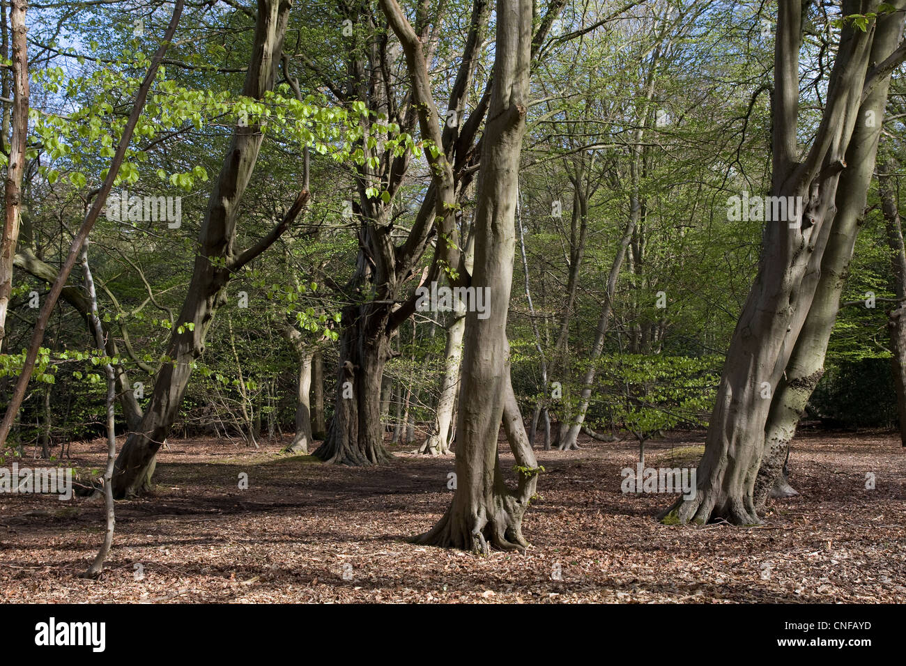 Ancient old trees woodland Epping Forest Stock Photo - Alamy