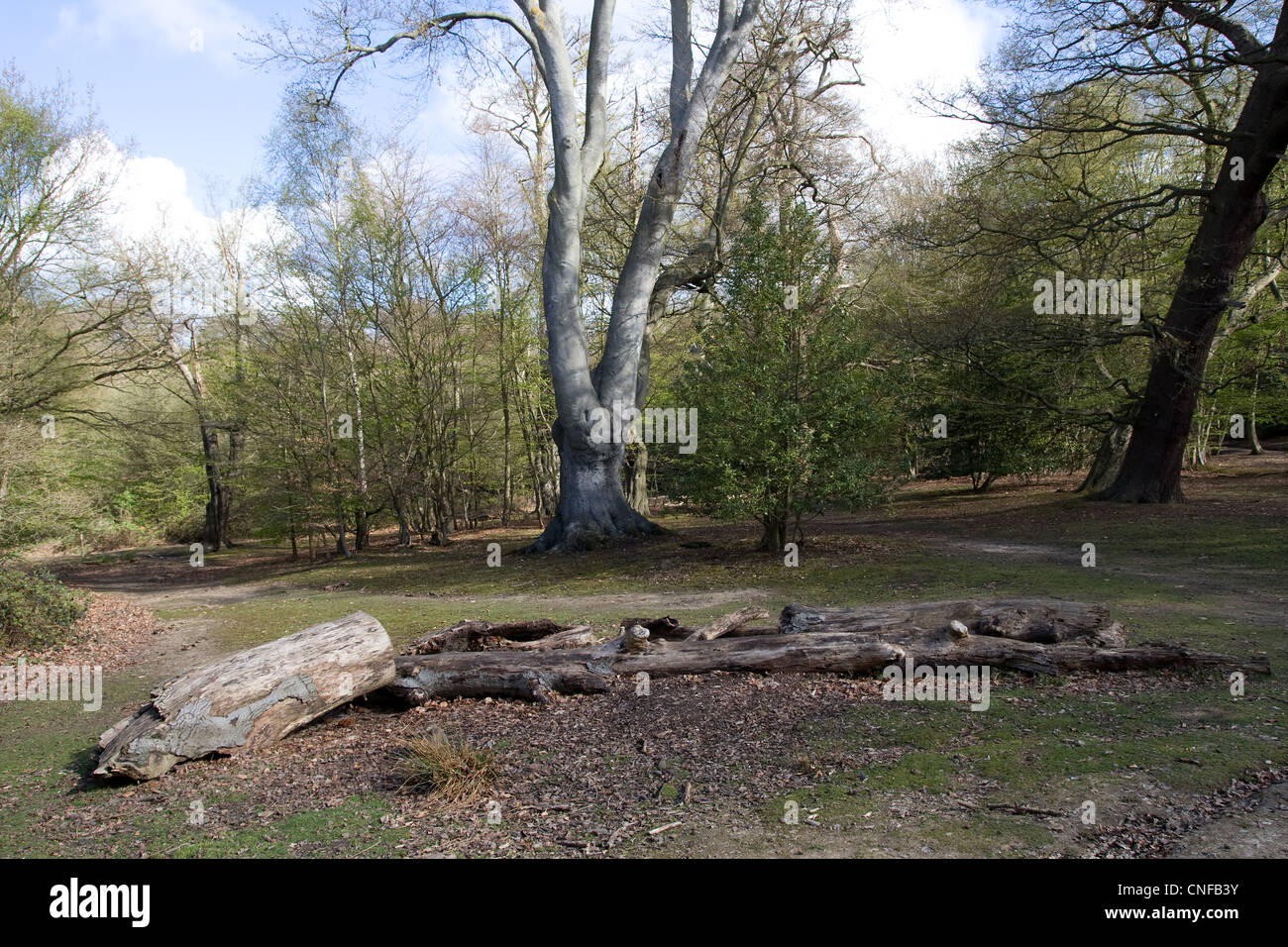 Ancient old trees woodland Epping Forest Stock Photo - Alamy