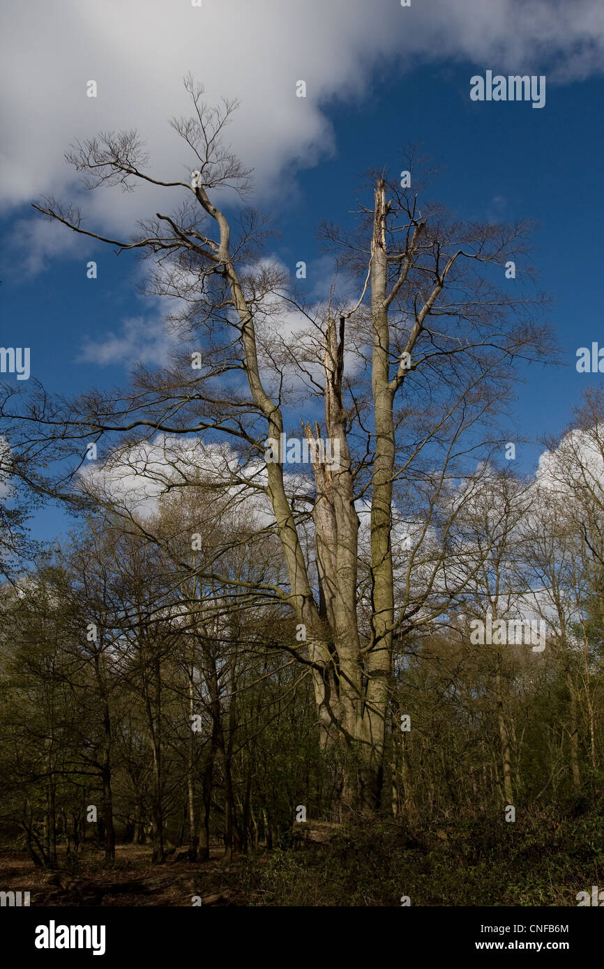 Ancient old trees woodland Epping Forest Stock Photo - Alamy