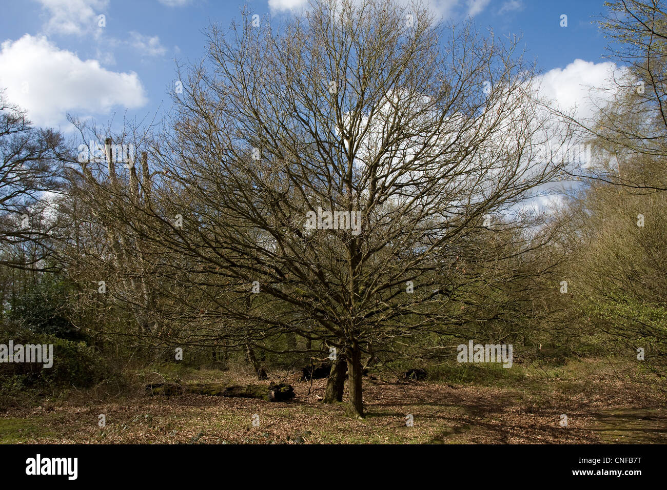 Ancient old trees woodland Epping Forest Stock Photo - Alamy