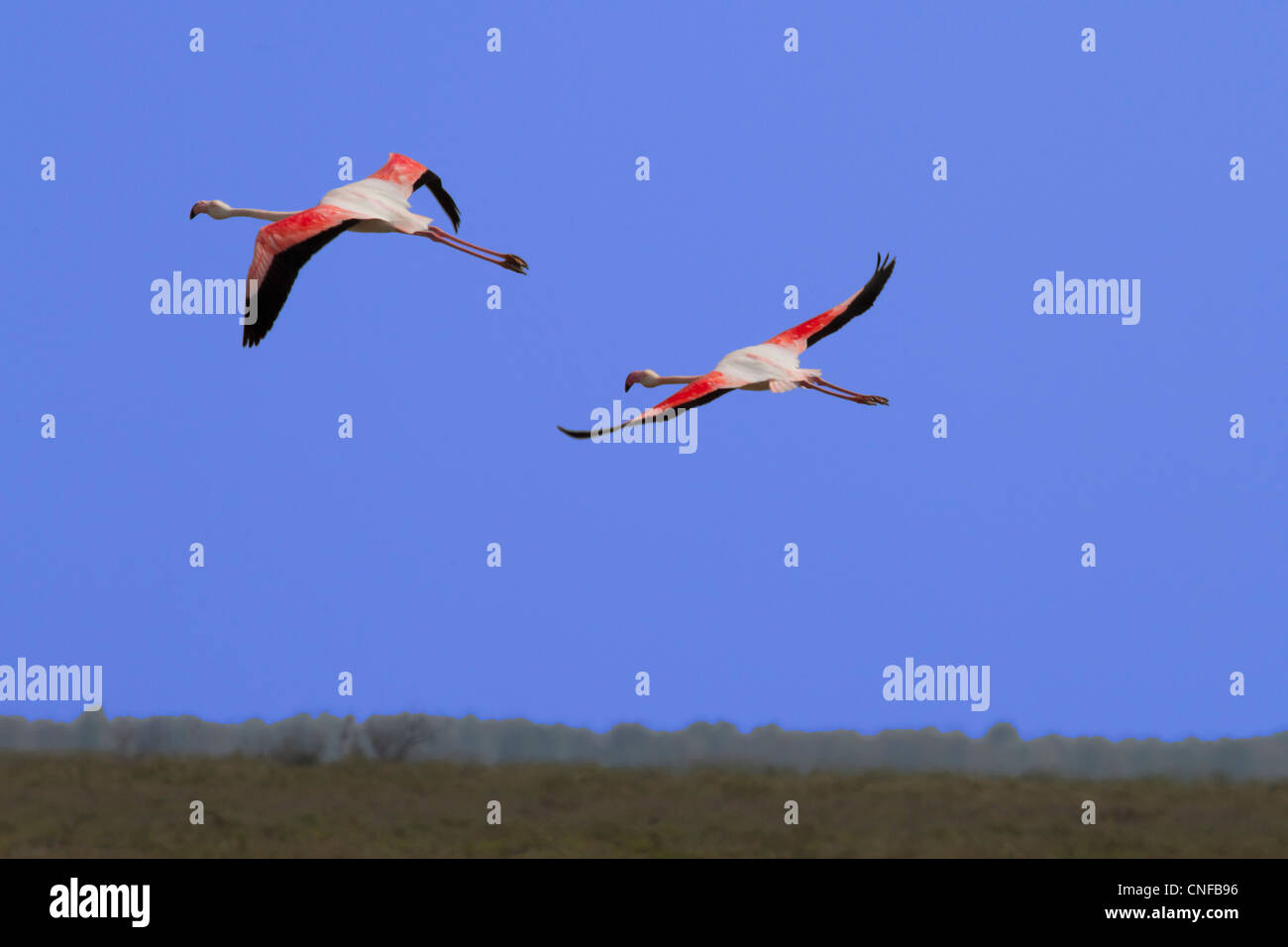 Flying flamingos hi-res stock photography and images - Alamy