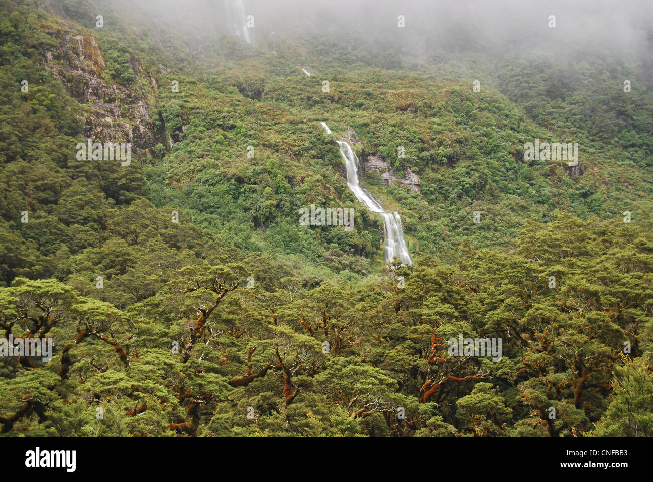 Waterfall and native forest in Doubtful Sound, Fiordland National Park ...