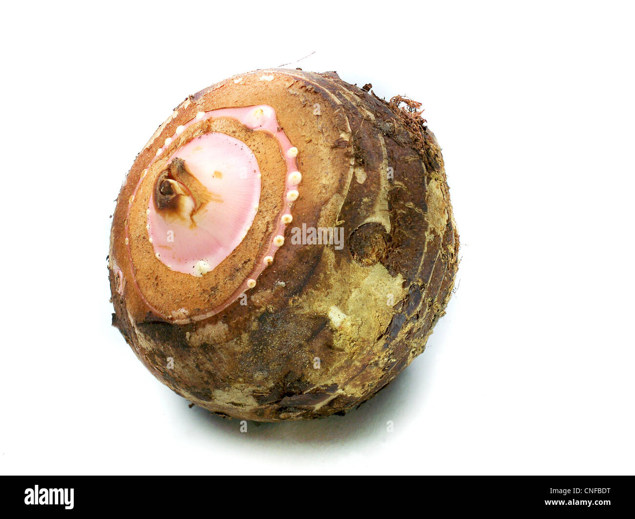 Taro Root Vegetable Isolated on White background Stock Photo - Alamy