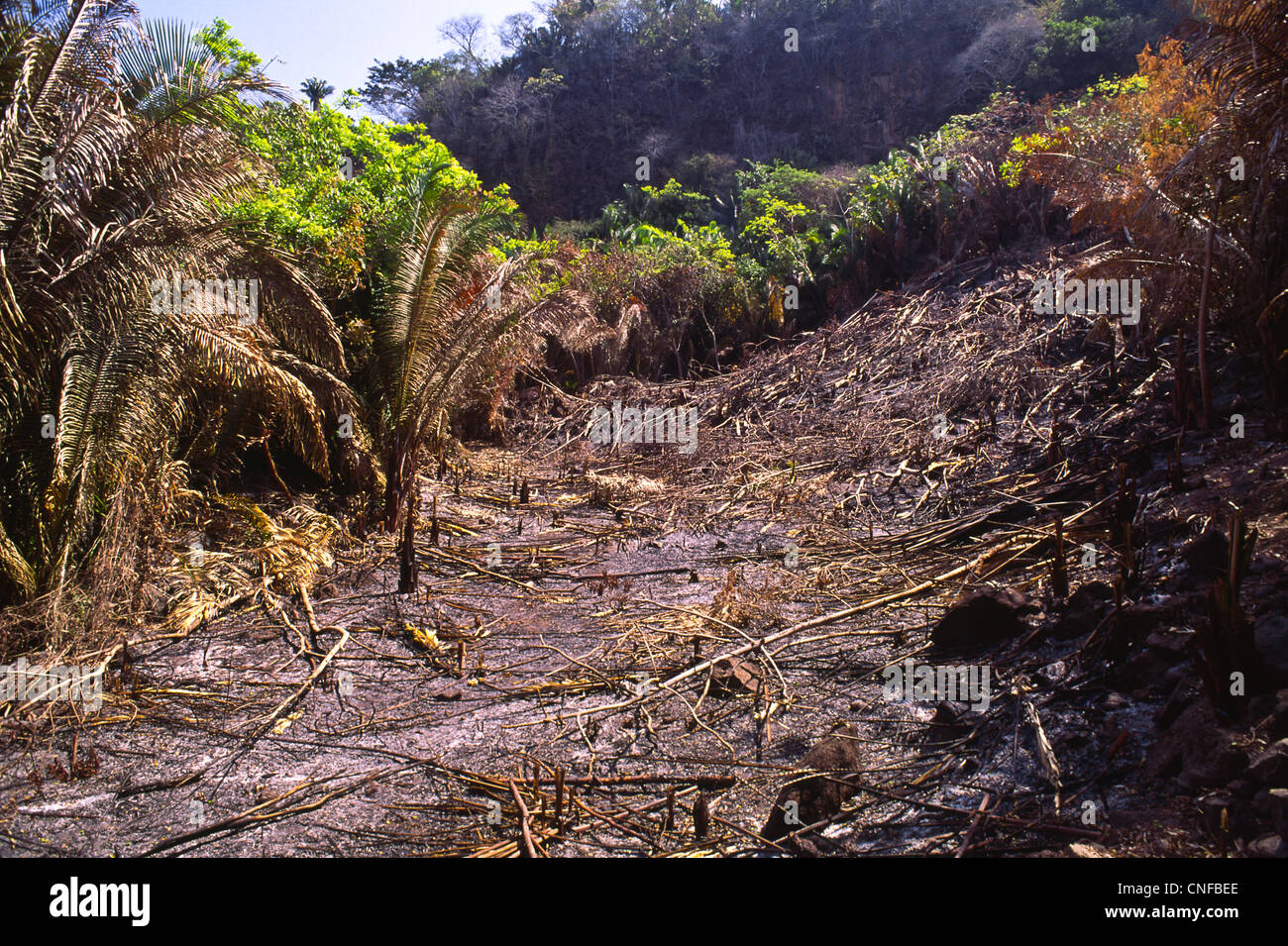 Mexico destruction burned land hi-res stock photography and images - Alamy
