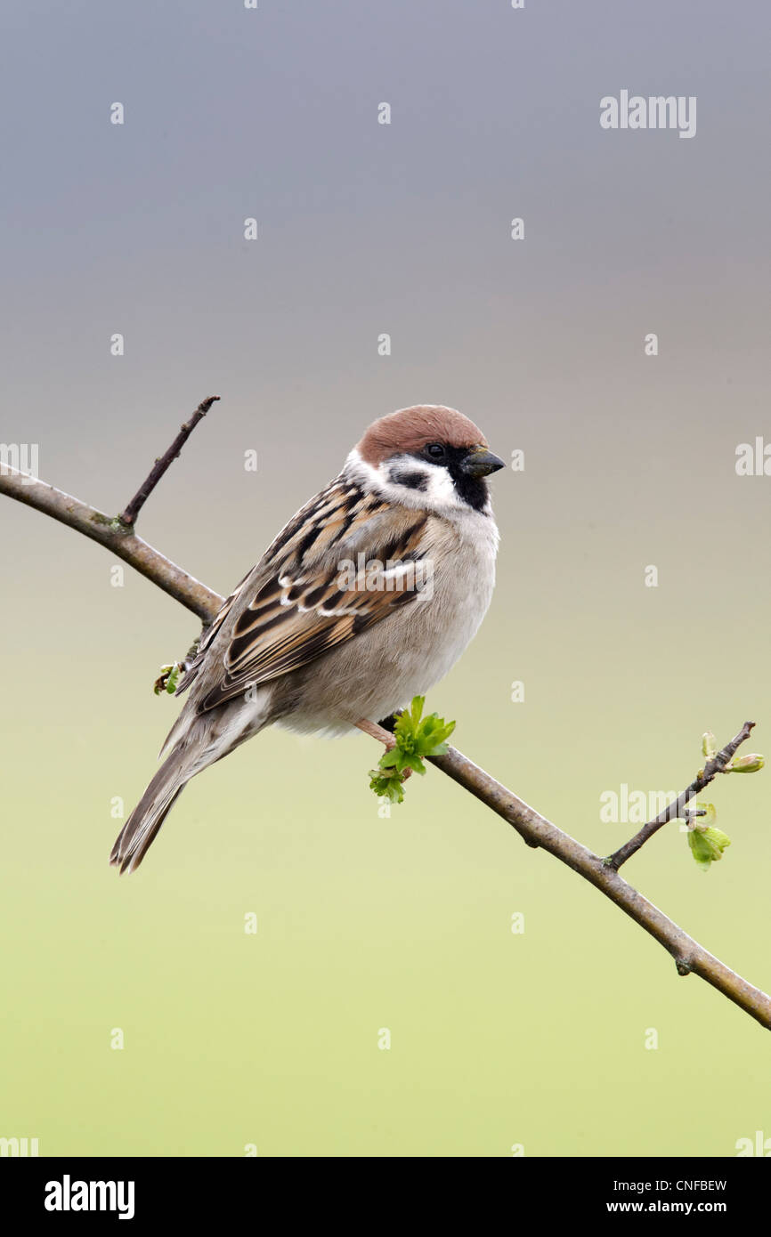 Tree sparrow uk hi-res stock photography and images - Alamy