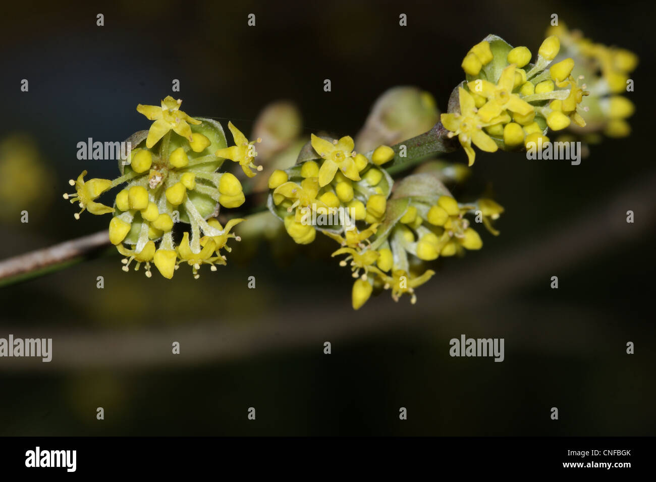 Cornus golden glory hi-res stock photography and images - Alamy