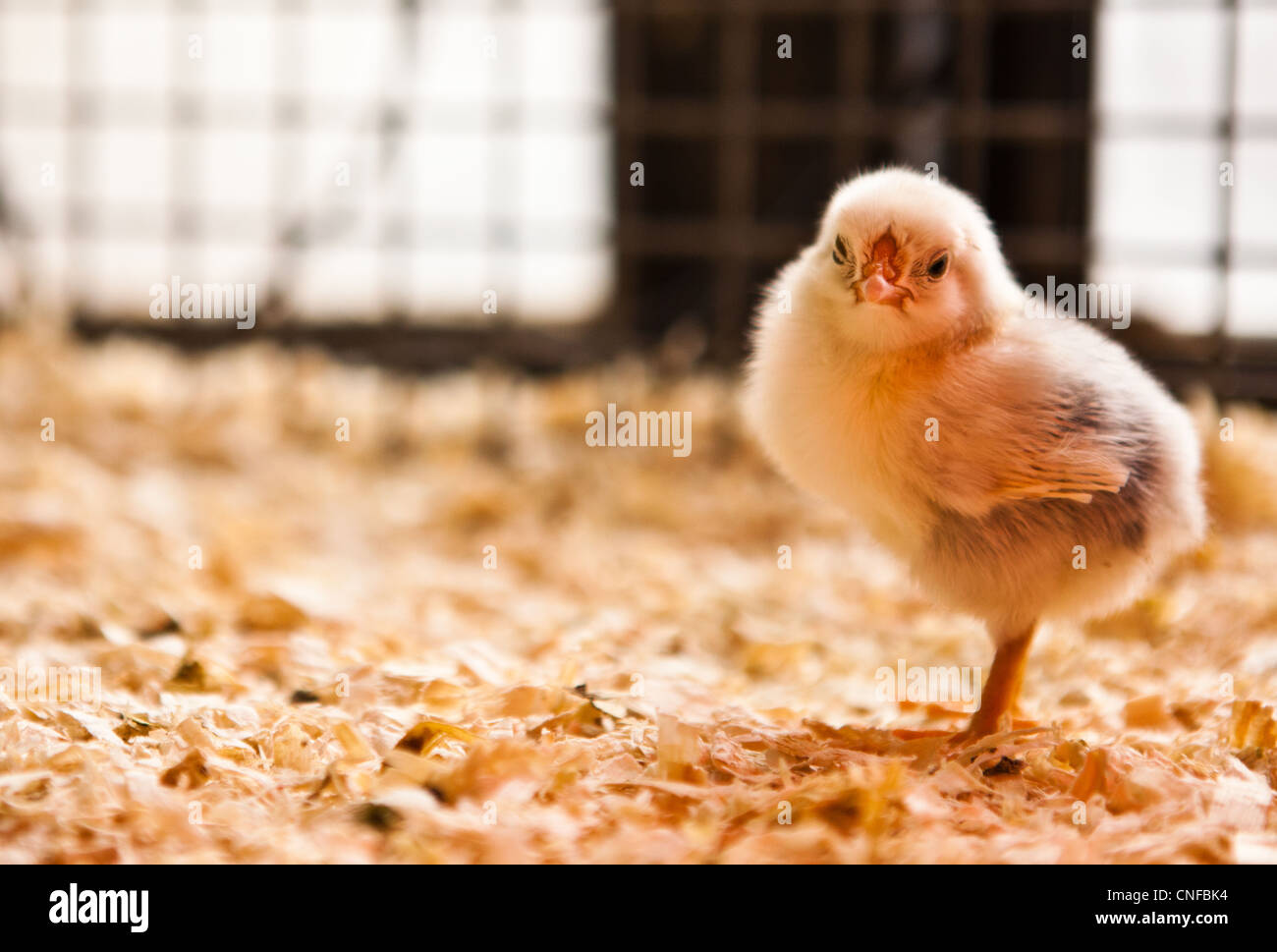 alone yellow chick close-up Stock Photo - Alamy