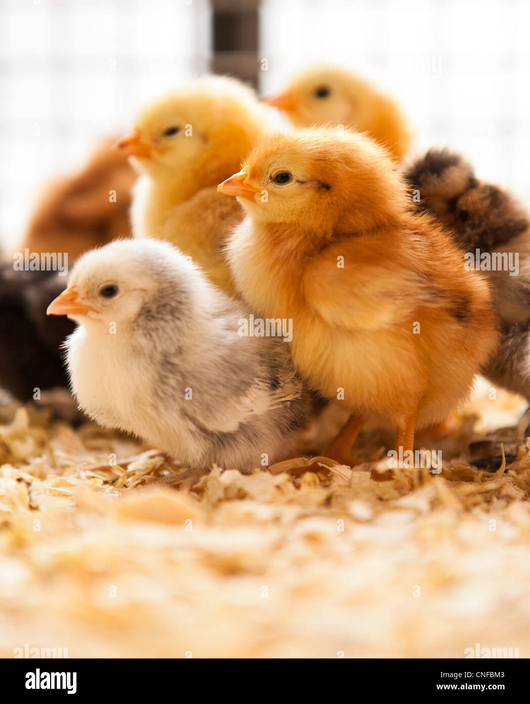 Chick looking sideway hi-res stock photography and images - Alamy