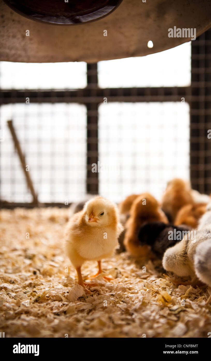 Cute chick stands alone Stock Photo - Alamy