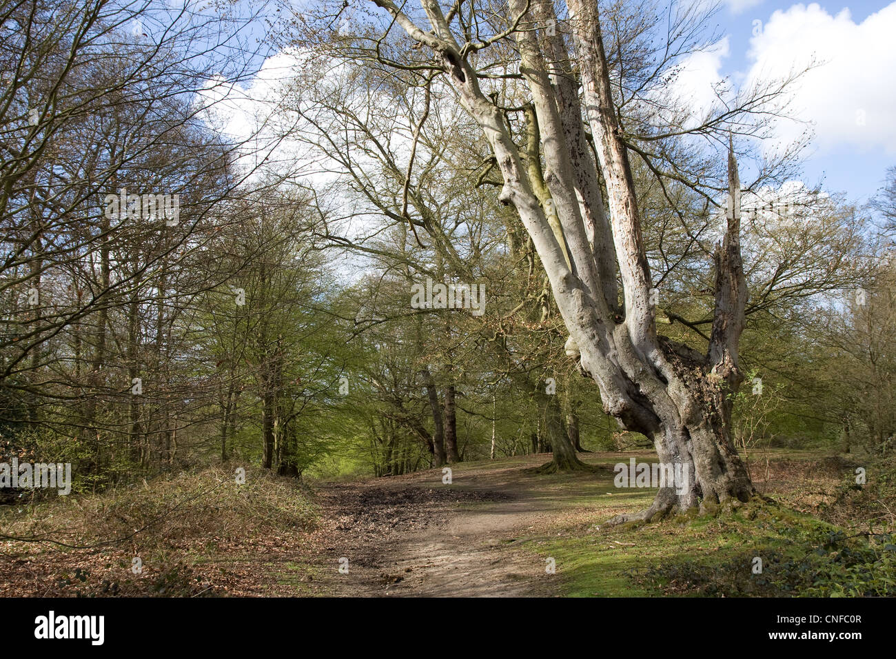 Ancient old trees woodland Epping Forest Stock Photo - Alamy