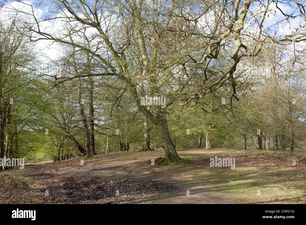 Ancient old trees woodland Epping Forest Stock Photo - Alamy