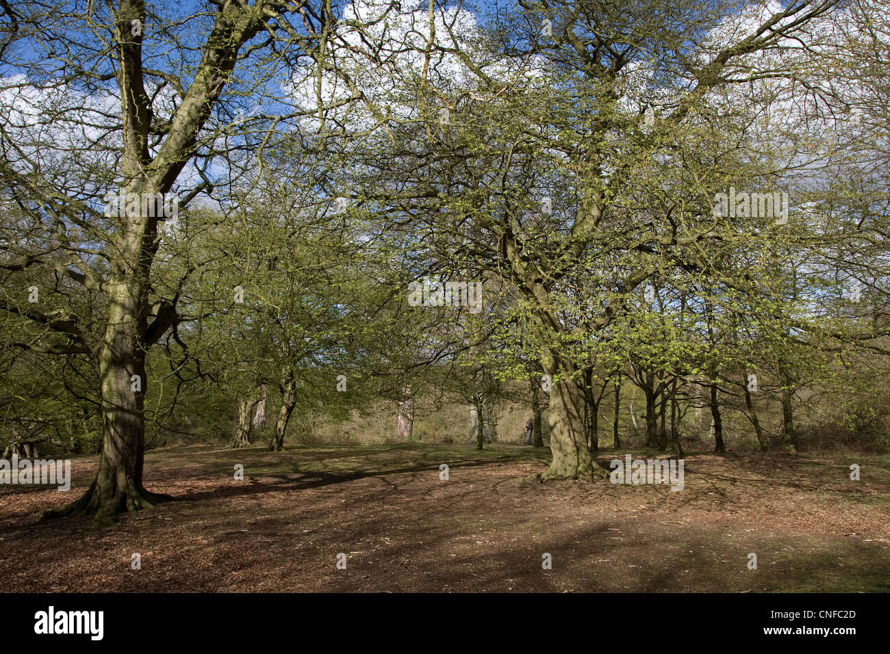 Ancient old trees woodland Epping Forest Stock Photo - Alamy