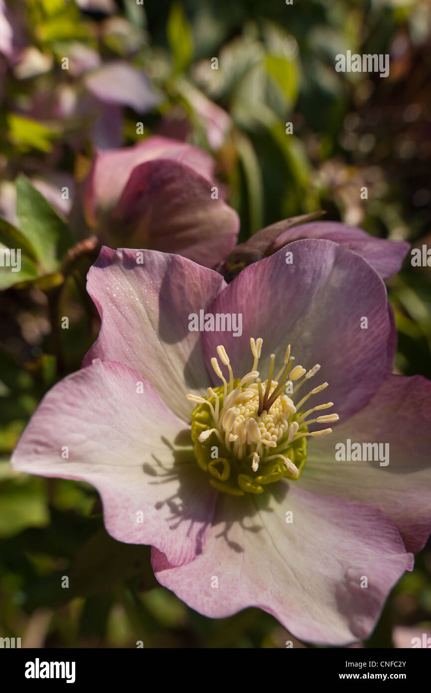 Hellebore flowers bloom a hardy evergreen and deciduous perennial ...