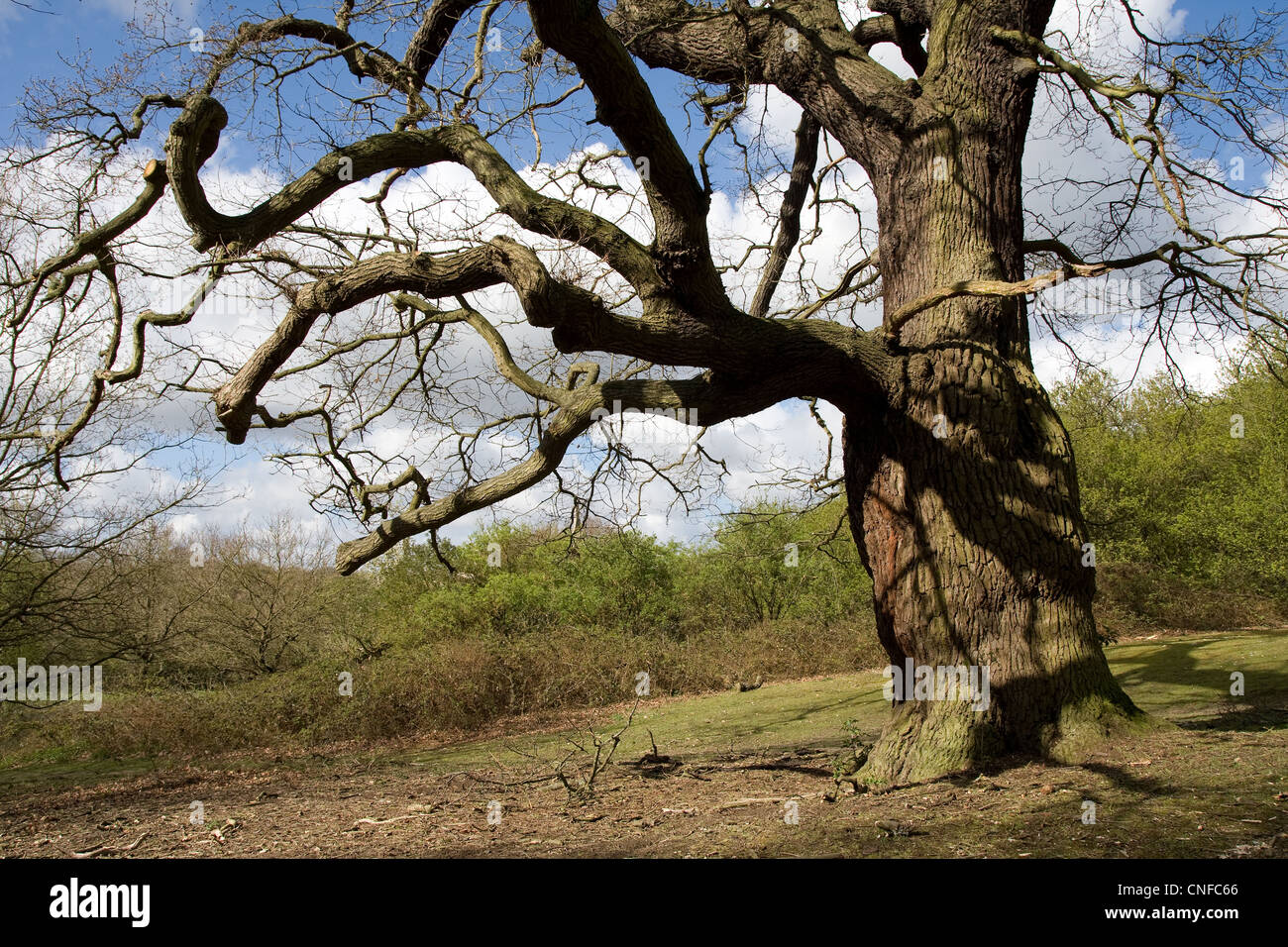 Ancient old trees woodland Epping Forest Stock Photo - Alamy