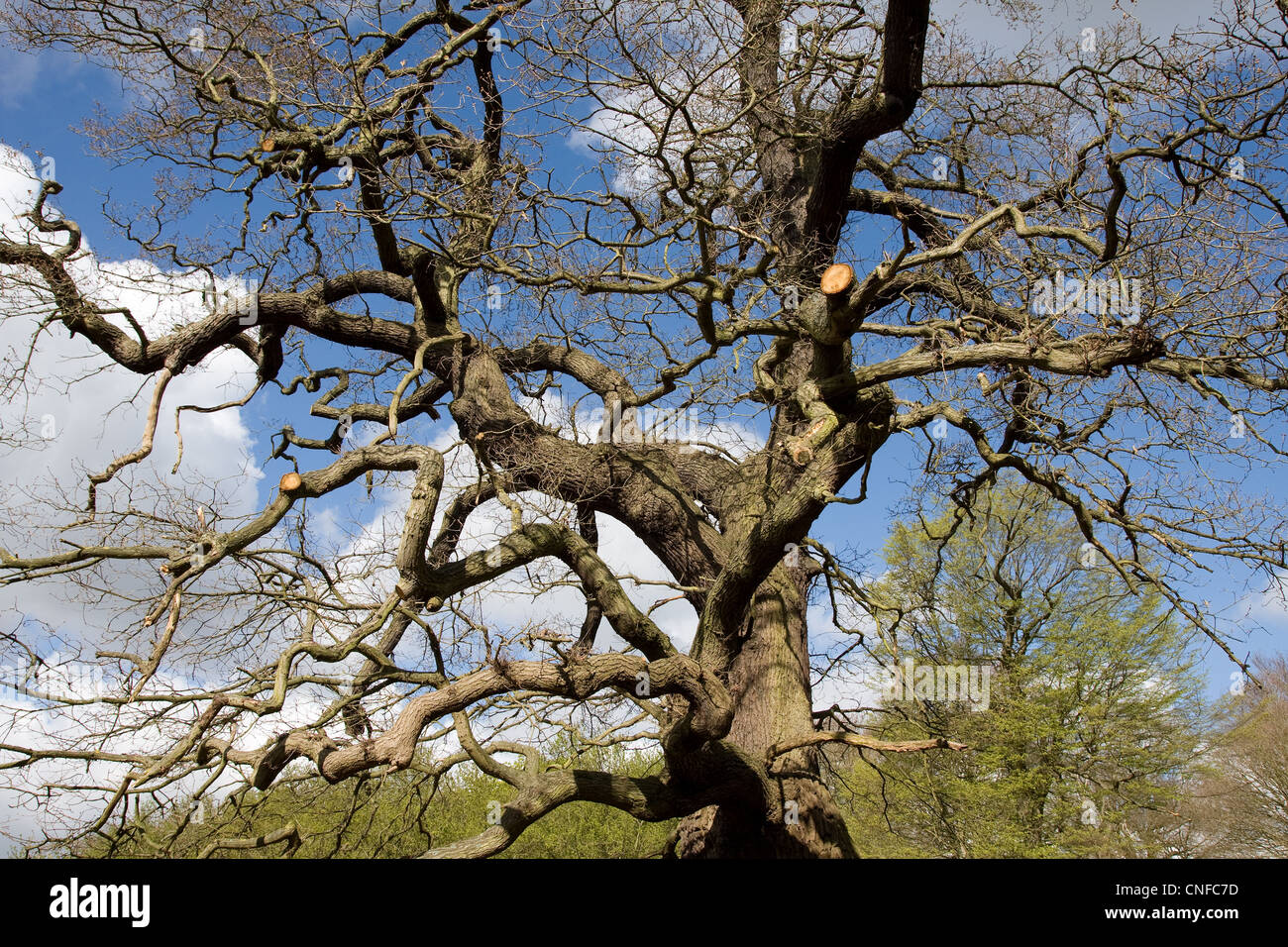 Ancient old trees woodland Epping Forest Stock Photo - Alamy