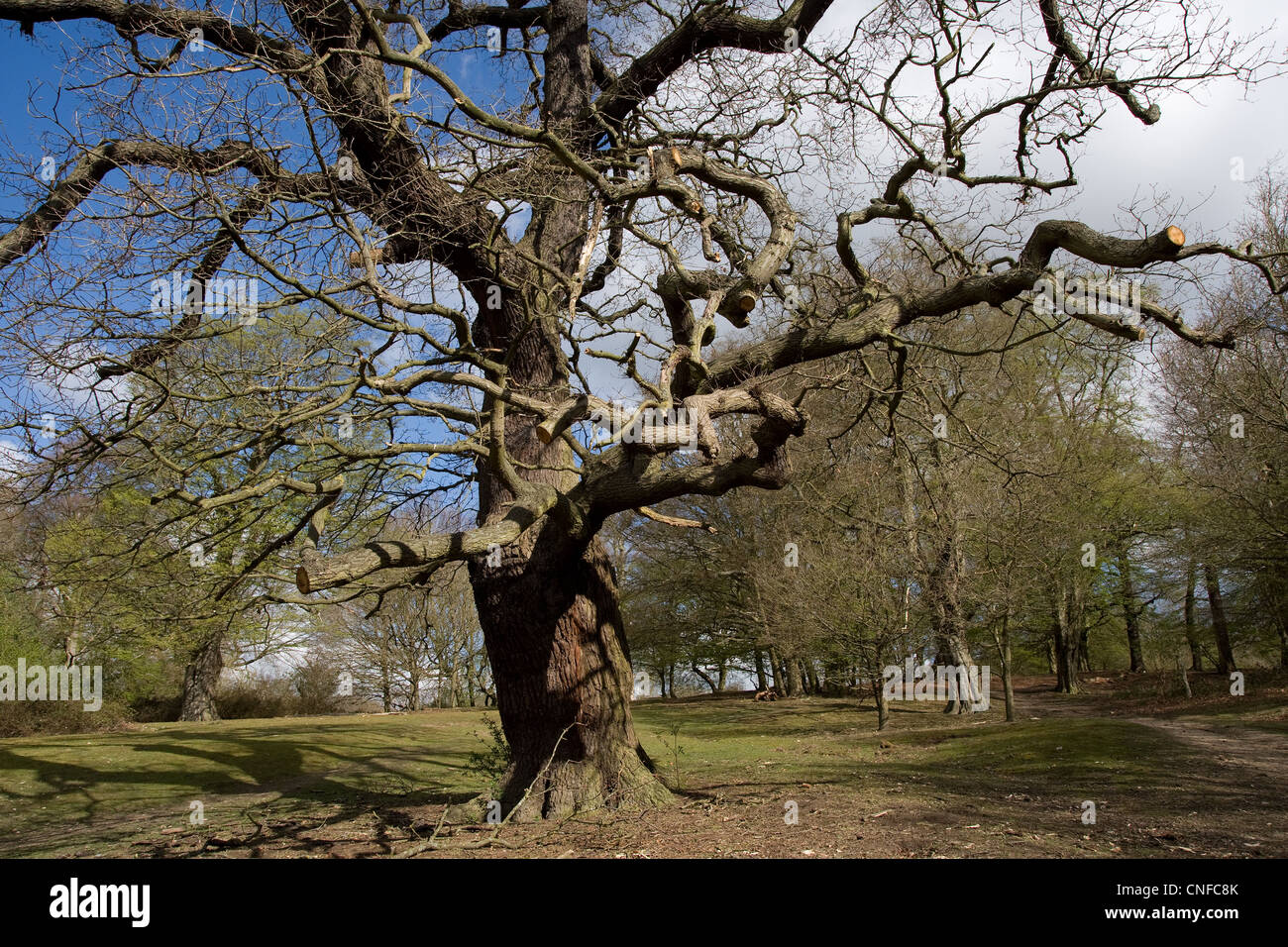 Ancient old trees woodland Epping Forest Stock Photo - Alamy