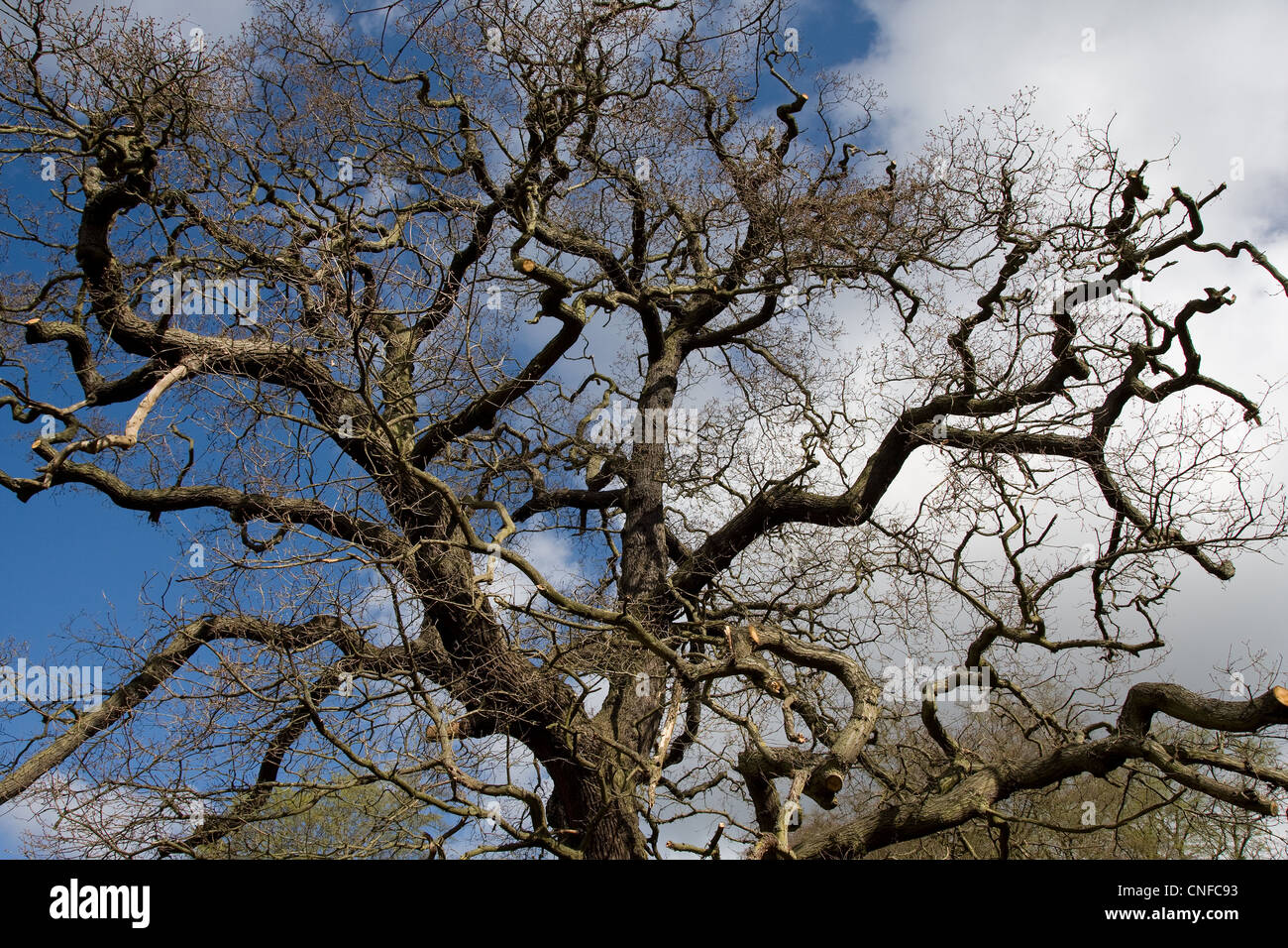 Ancient old trees woodland Epping Forest Stock Photo - Alamy