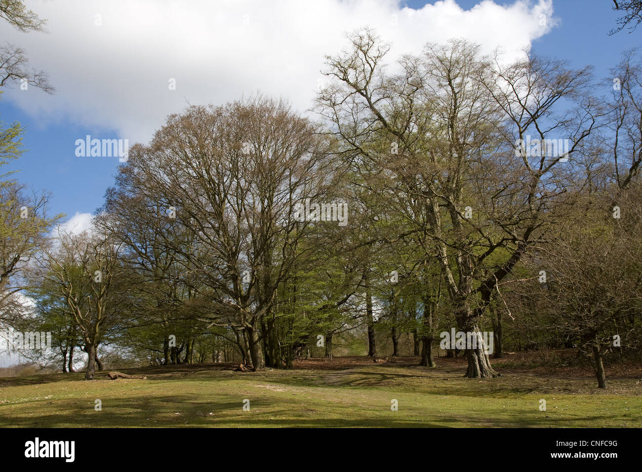 Ancient old trees woodland Epping Forest Stock Photo - Alamy