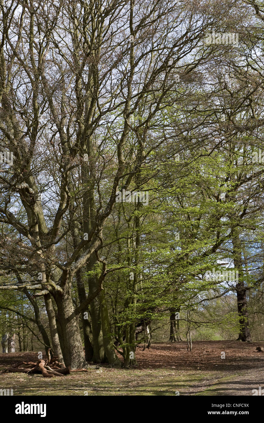 Ancient old trees woodland Epping Forest Stock Photo - Alamy