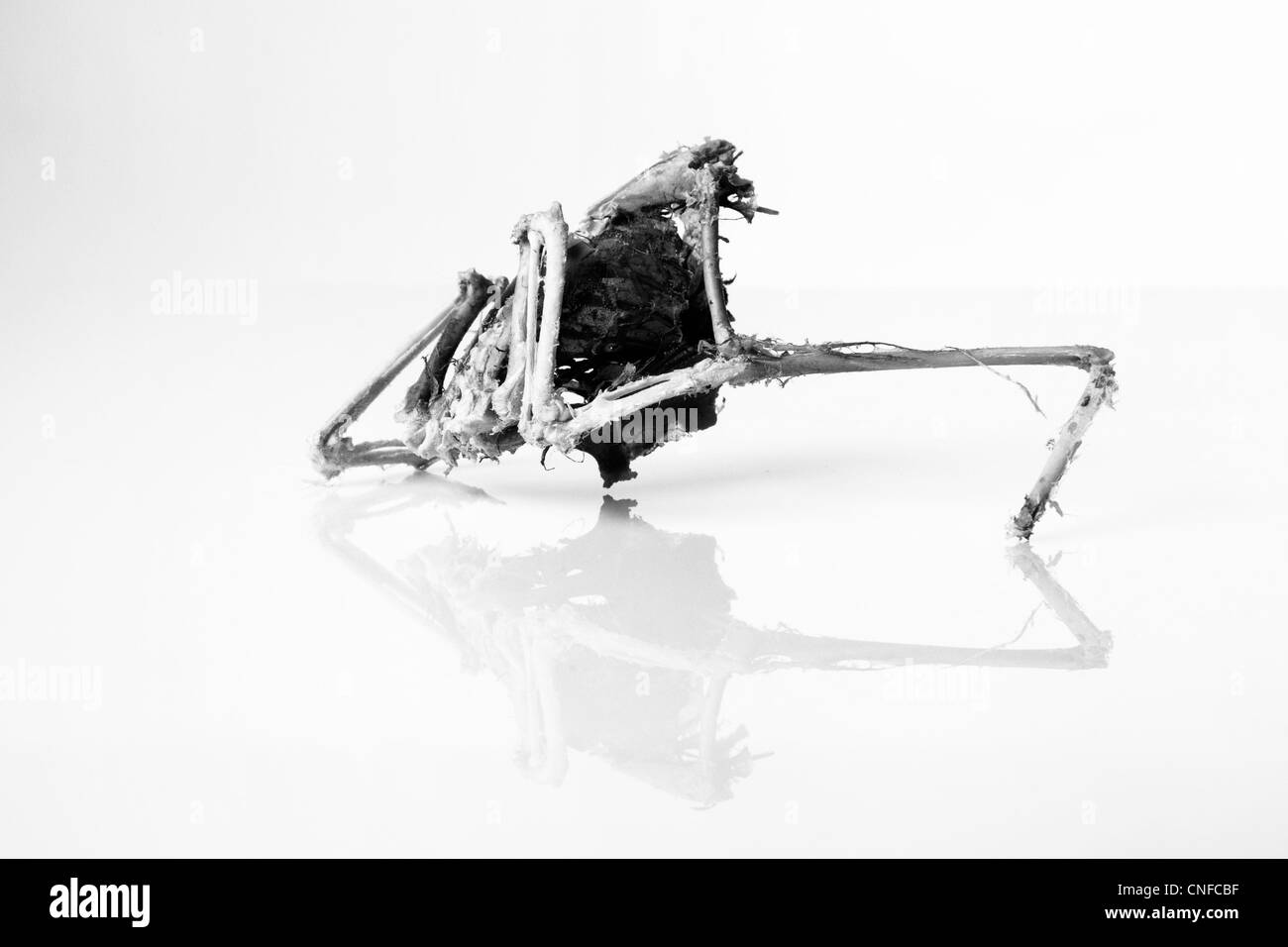 Bird bones hi-res stock photography and images - Alamy