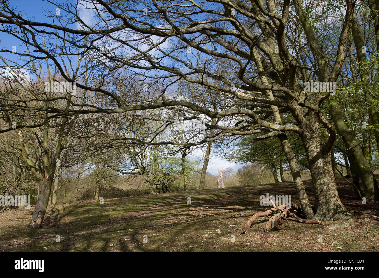 Ancient old trees woodland Epping Forest Stock Photo - Alamy