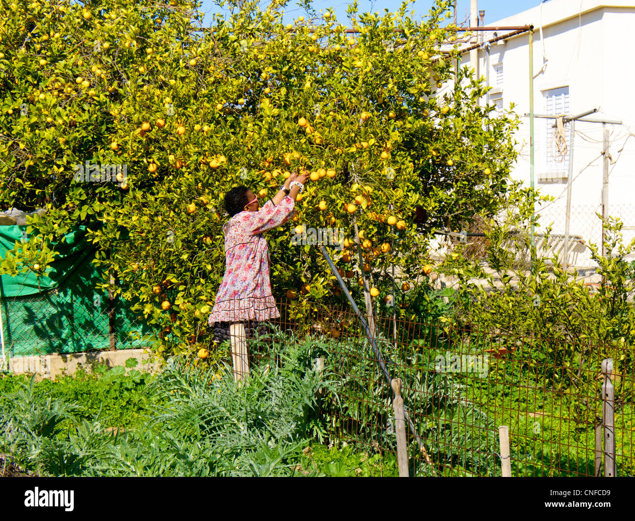 Lemons cyprus hi-res stock photography and images - Alamy
