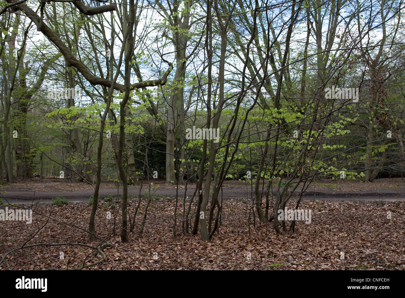 Ancient old trees woodland Epping Forest Stock Photo - Alamy