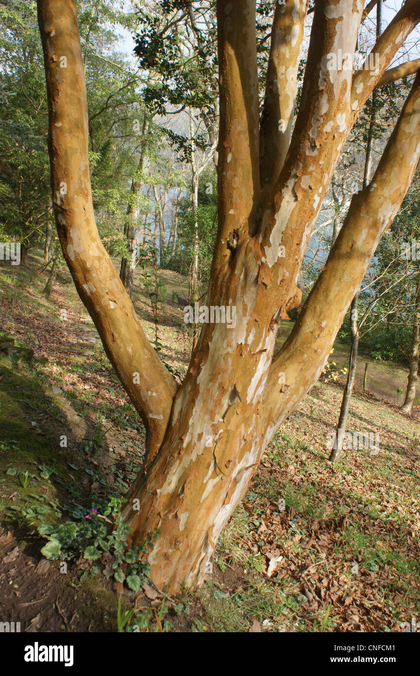 Luma apiculata hi-res stock photography and images - Alamy