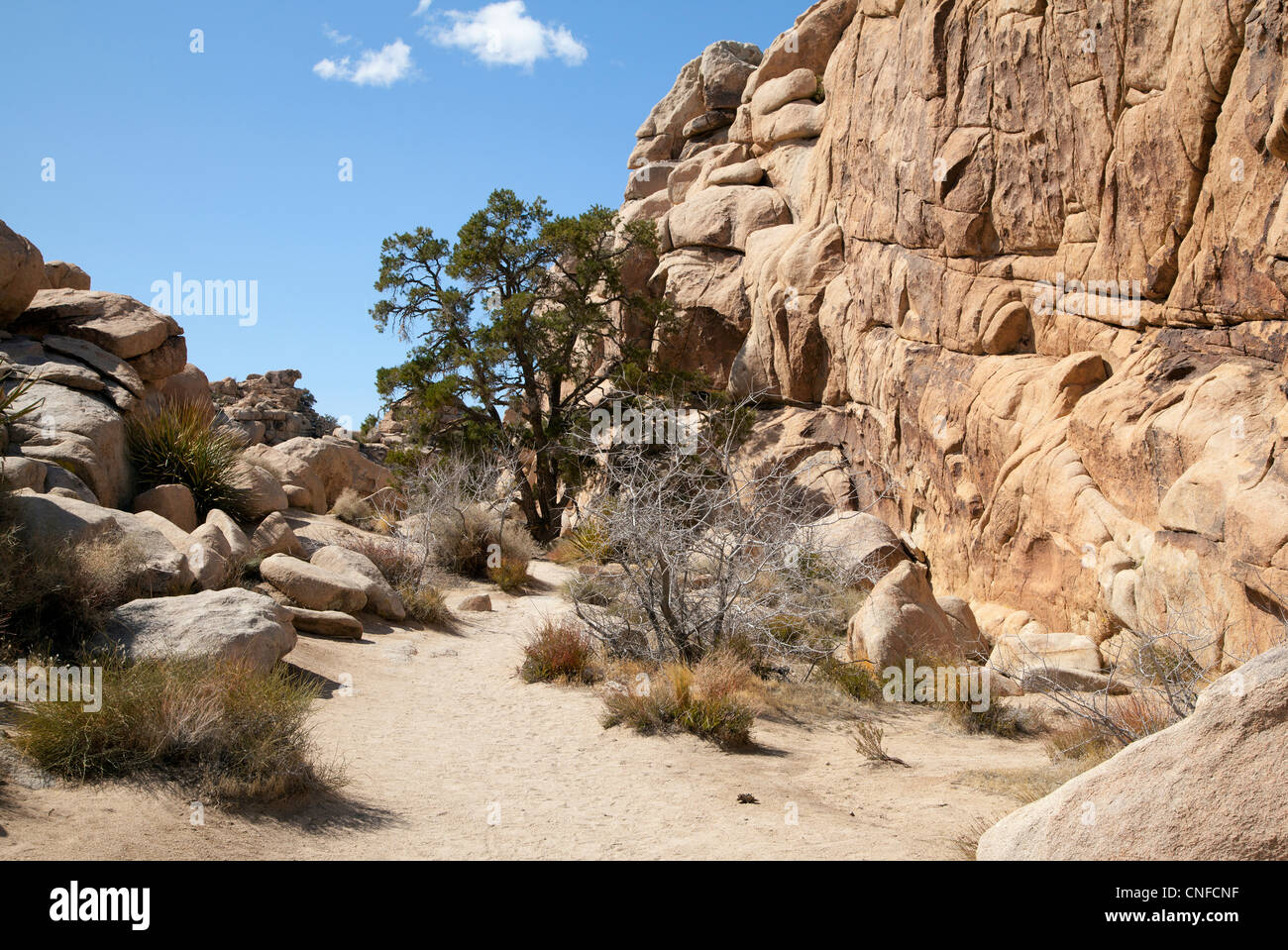 March, 2012. Spring day in Joshua Tree National Park, walking the ...