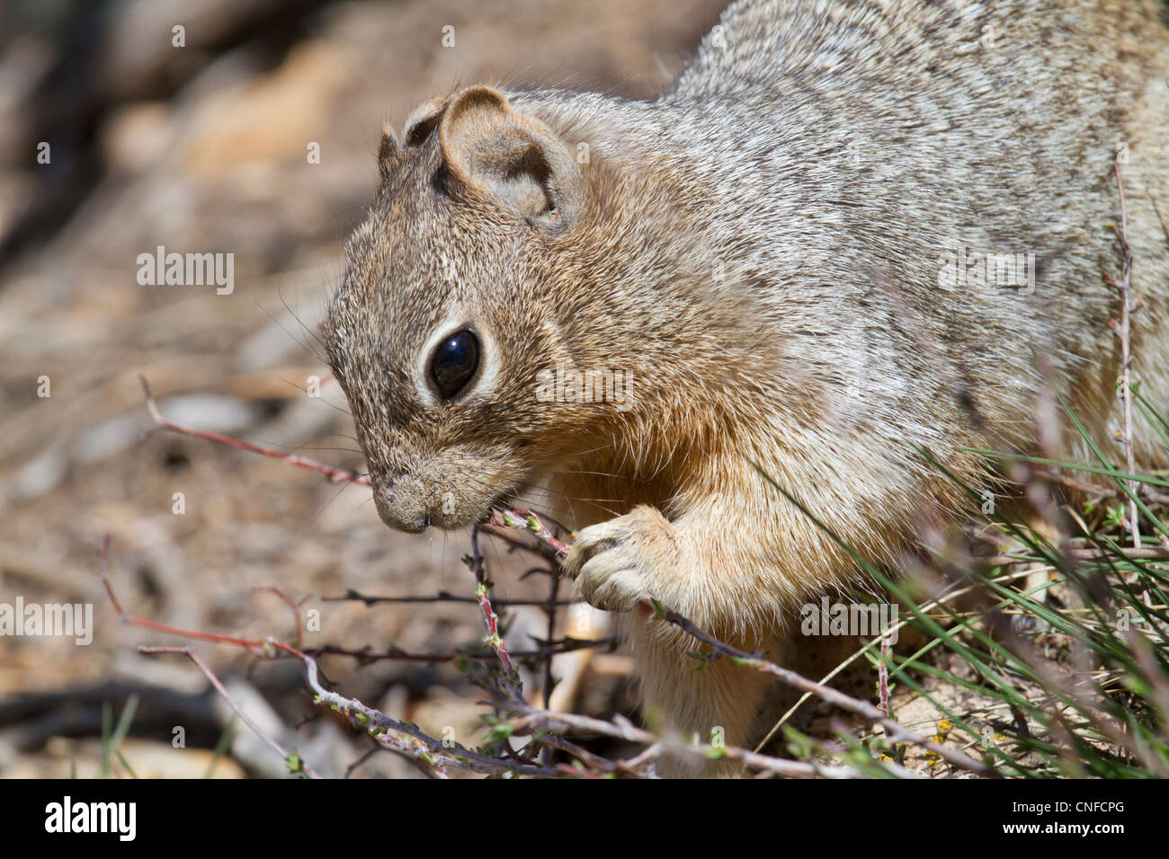 Rock squirrel (Spermophilus variegatus) portrait. Grand Canyon, Arizona ...