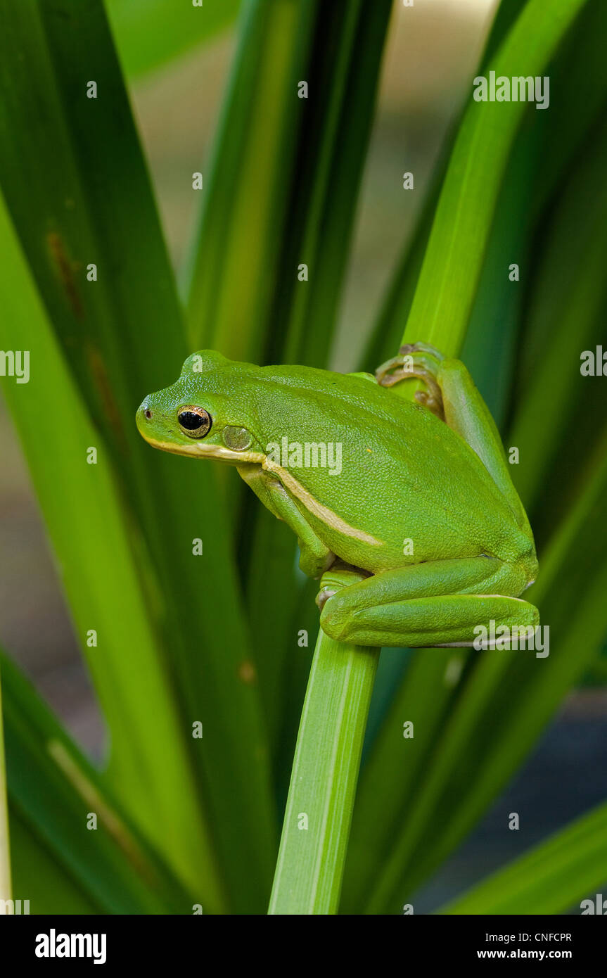 Green Treefrog, Hyla cinerea Stock Photo - Alamy