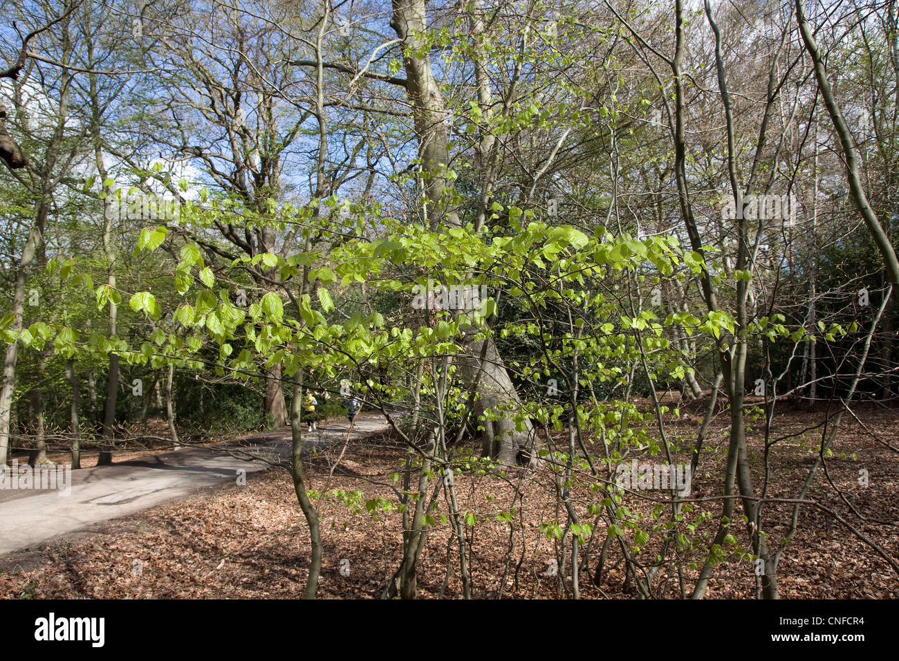 Ancient old trees woodland Epping Forest Stock Photo - Alamy