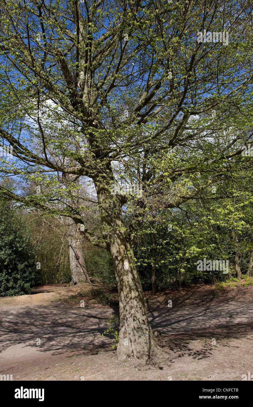Ancient old trees woodland Epping Forest Stock Photo - Alamy