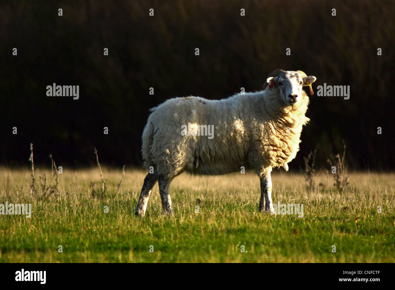 Startled sheep hi-res stock photography and images - Alamy
