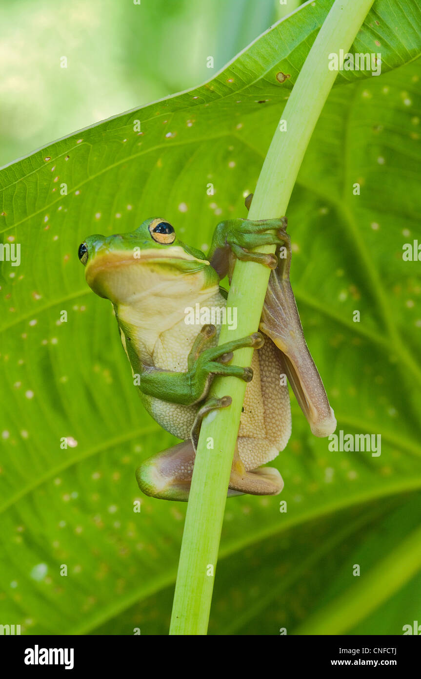 Green Treefrog, Hyla cinerea Stock Photo - Alamy