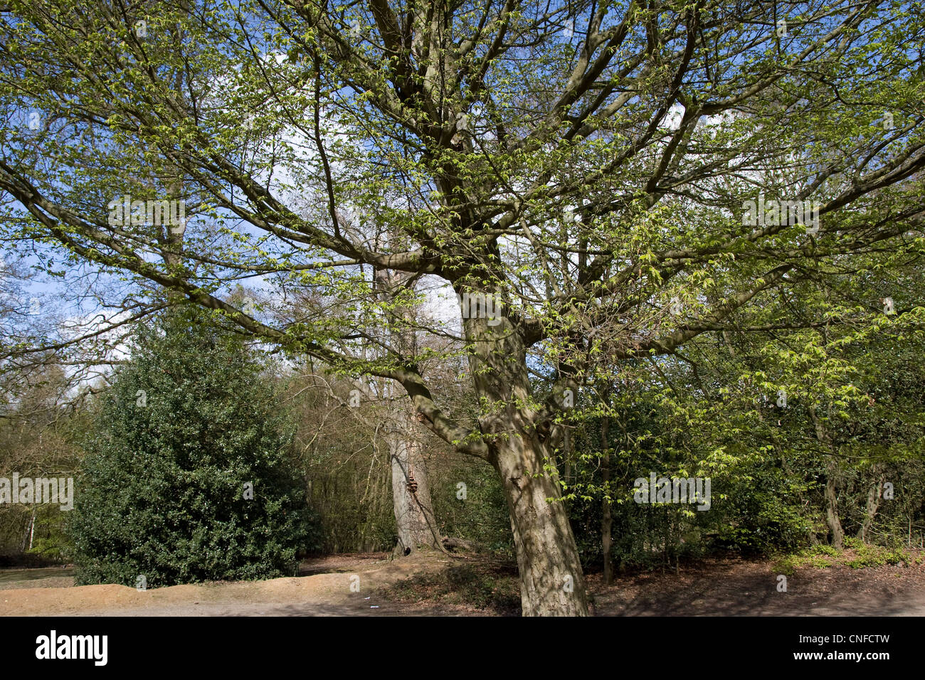 Ancient old trees woodland Epping Forest Stock Photo - Alamy