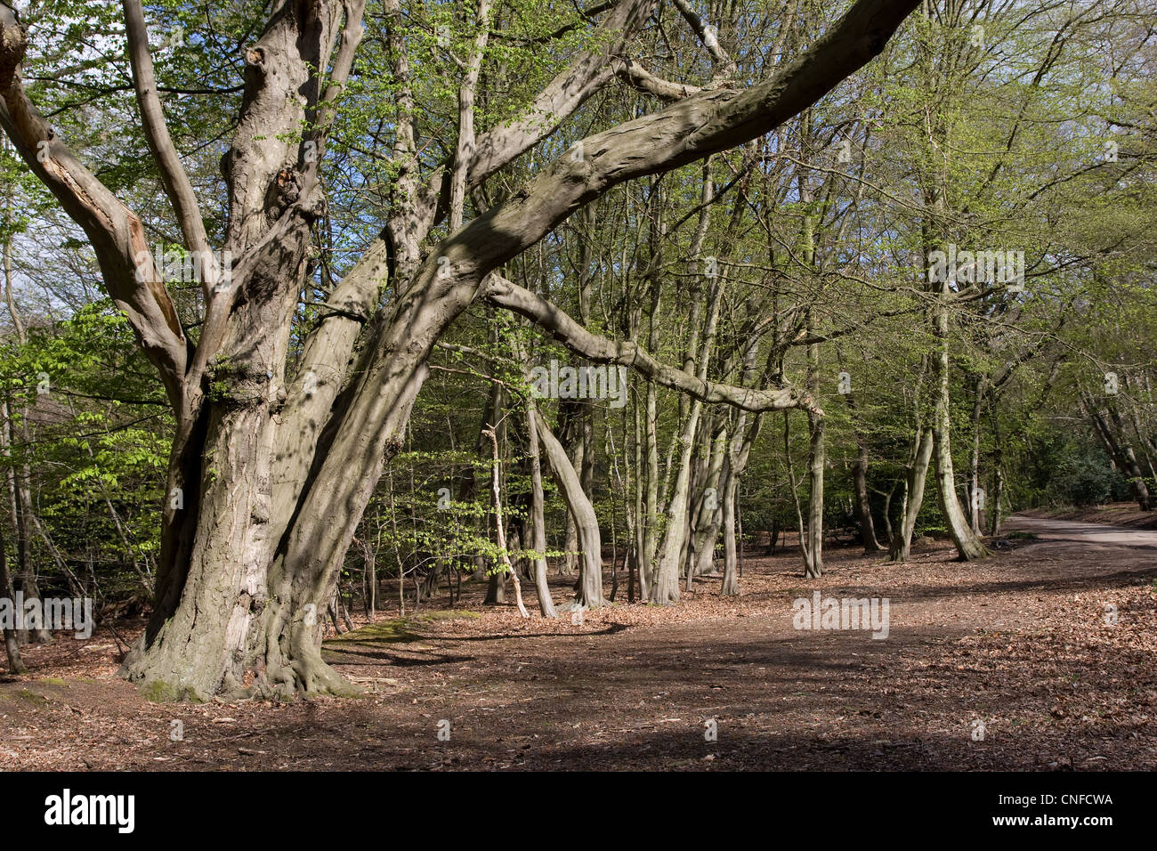 Ancient old trees woodland Epping Forest Stock Photo - Alamy