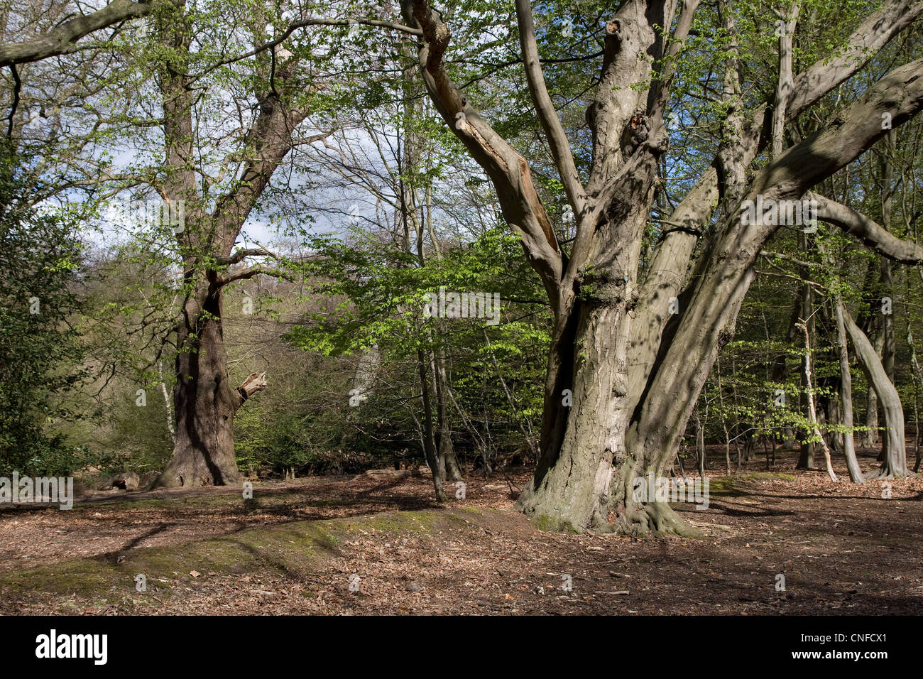 Ancient old trees woodland Epping Forest Stock Photo - Alamy