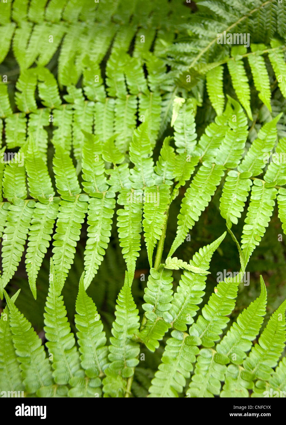 Fern leaf detail close up, New England National Park, NSW, Australia ...