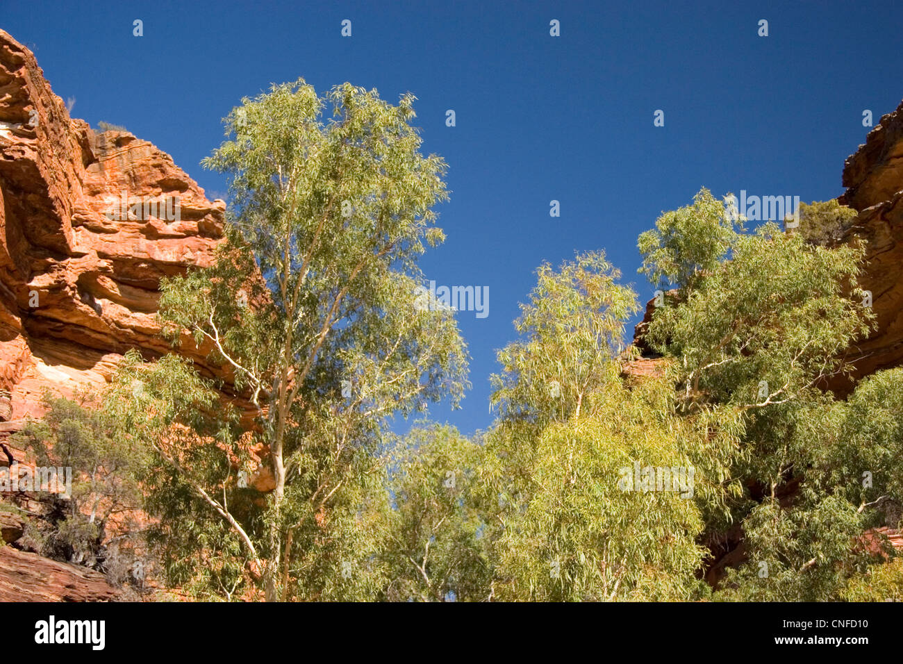 Bush landscape with native trees and ancient rocks in Western Australia ...