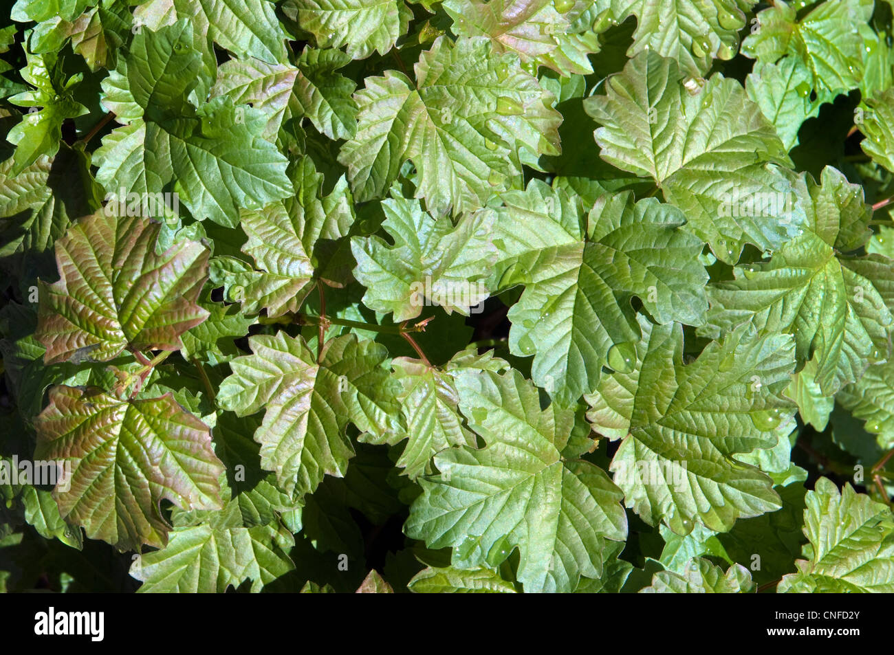 Small ground plant with green leaves Stock Photo - Alamy