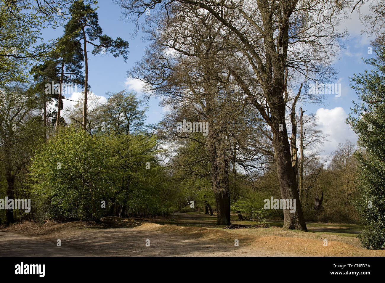 Ancient old trees woodland Epping Forest Stock Photo - Alamy