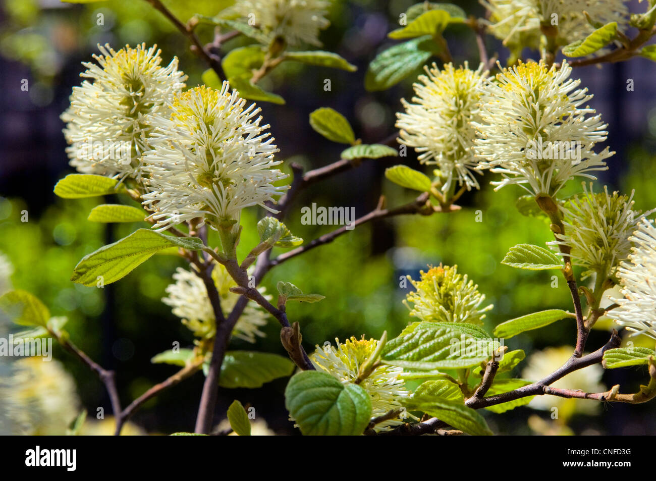 Fothergilla High Resolution Stock Photography and Images - Alamy
