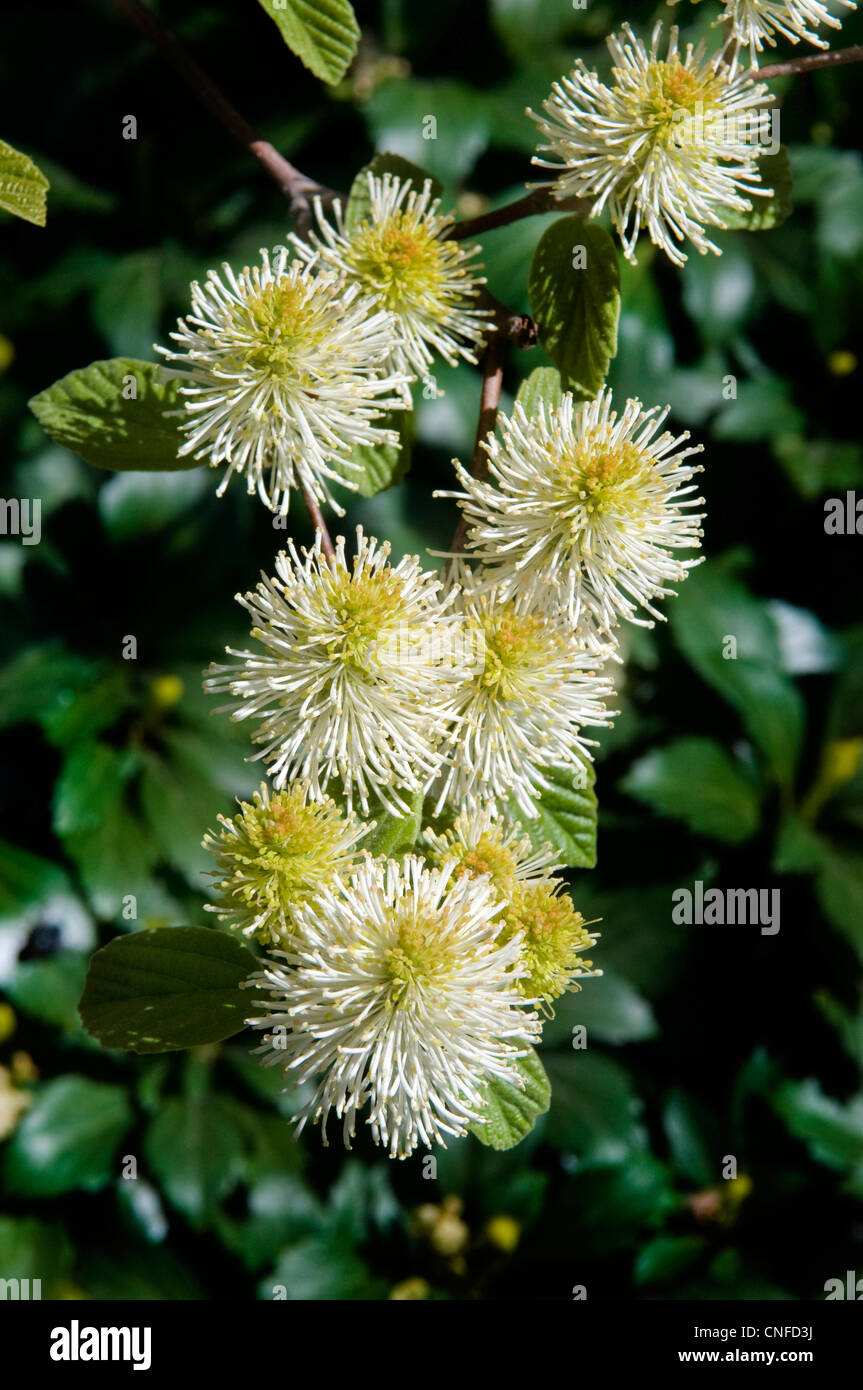 Fothergilla shrub with yellow-white spring flowers Stock Photo - Alamy