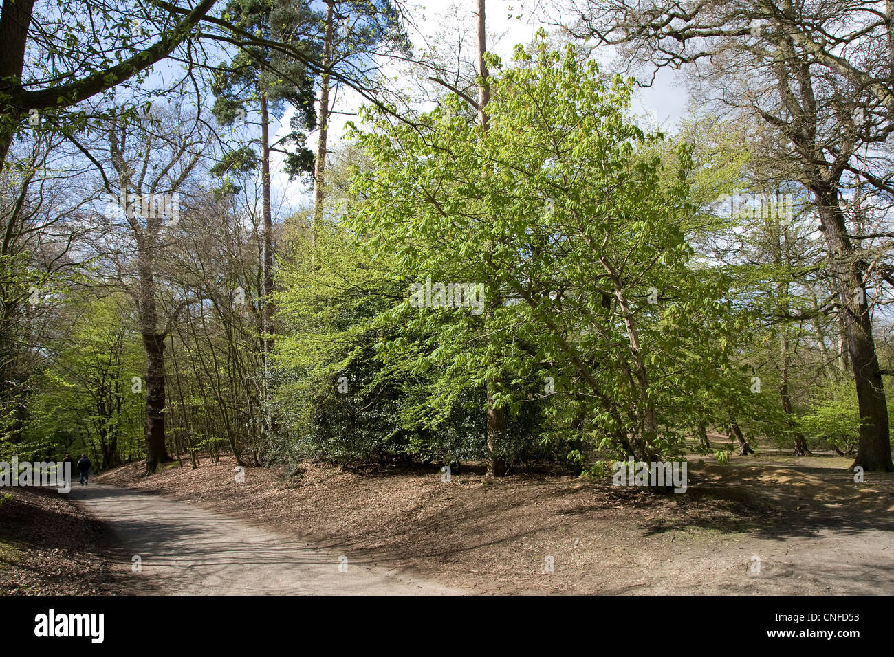 Ancient old trees woodland Epping Forest Stock Photo - Alamy
