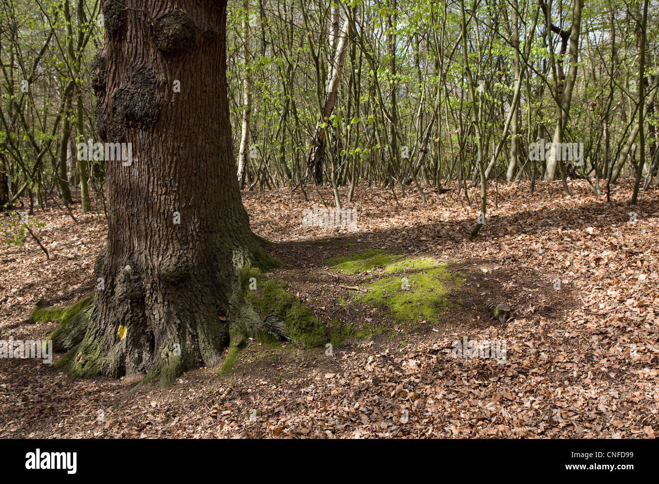 Ancient old trees woodland Epping Forest Stock Photo - Alamy