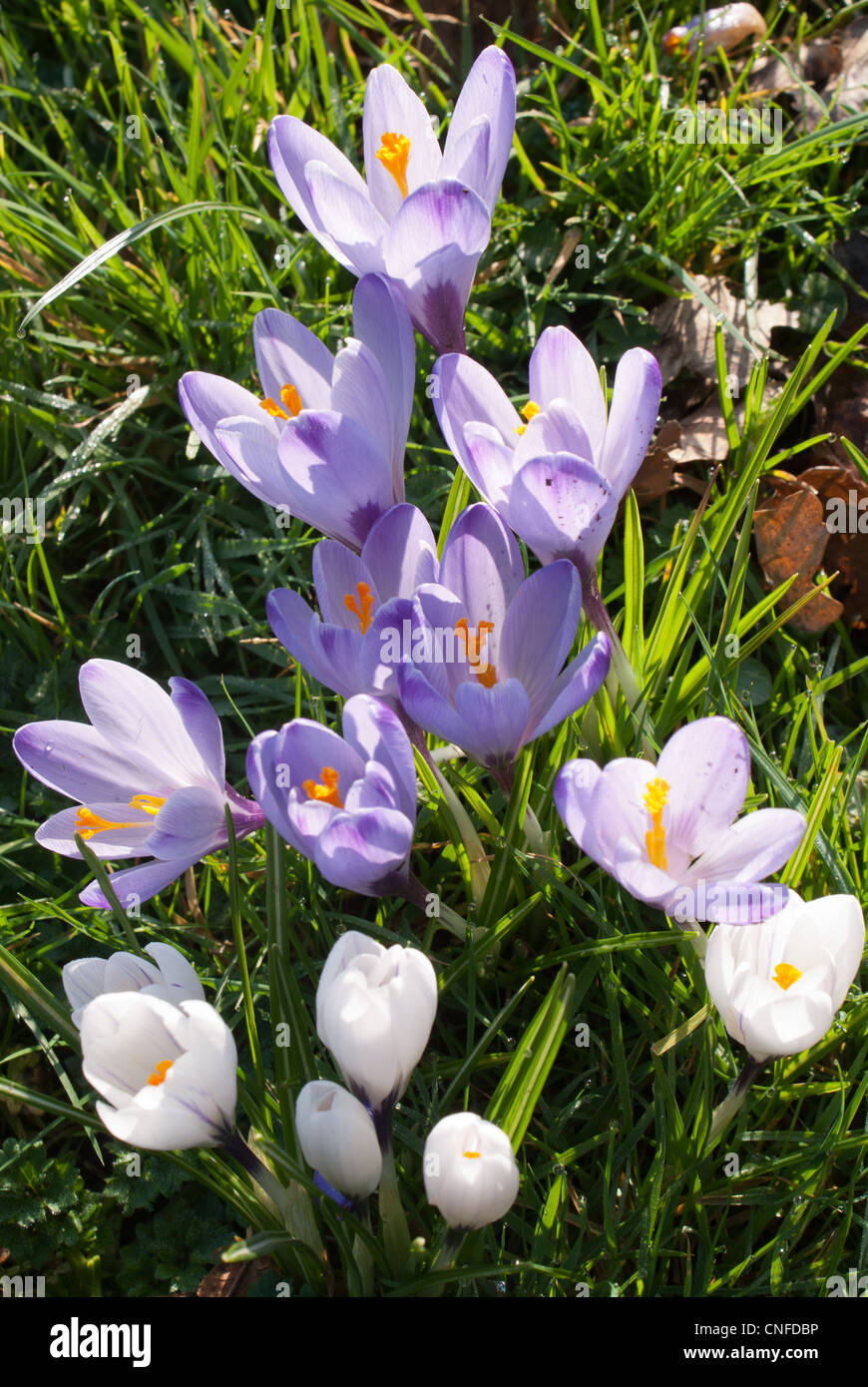 Beautiful spring crocus Stock Photo - Alamy
