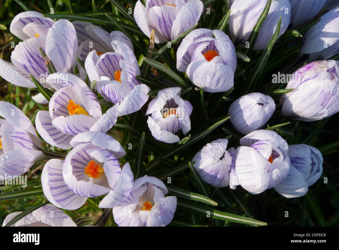 Beautiful spring crocus Stock Photo - Alamy