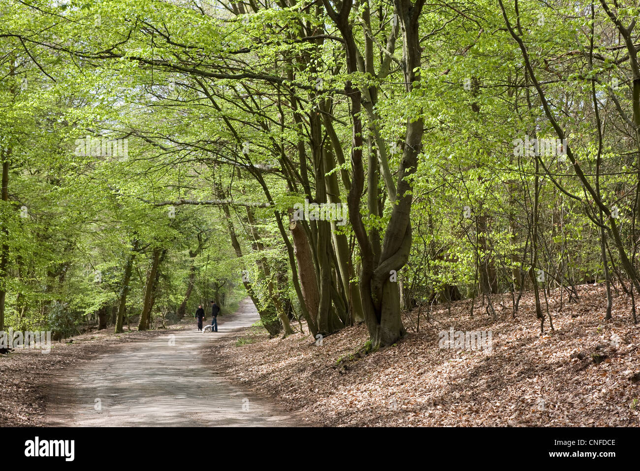 Epping forest hi-res stock photography and images - Alamy