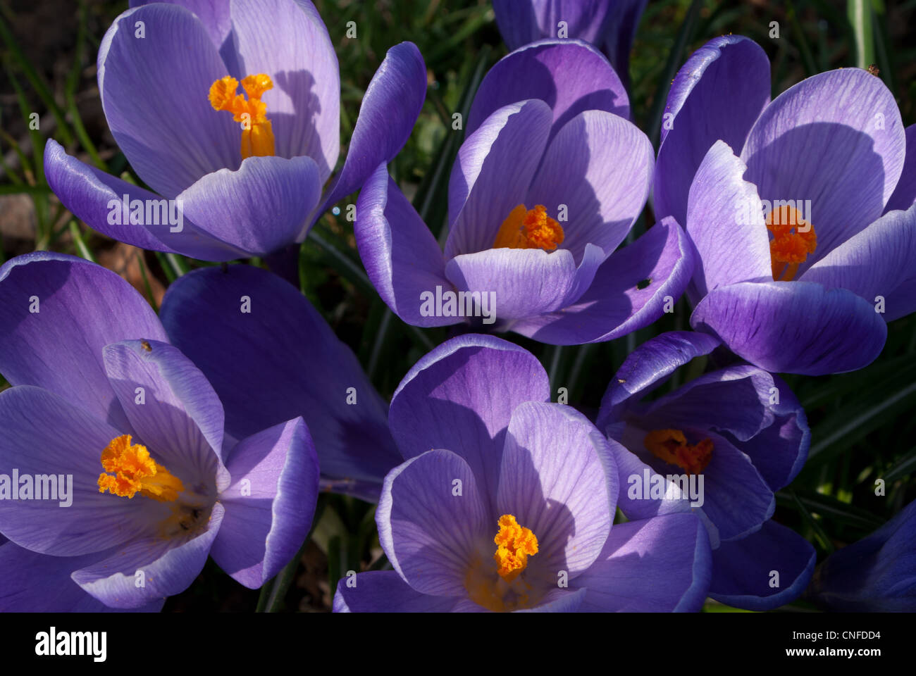 Beautiful spring crocus Stock Photo - Alamy